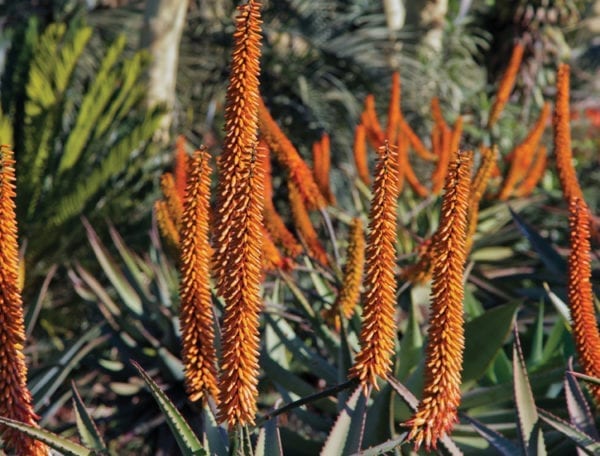 Gardening with indigenous herbs in your garden and enjoying the aromas.