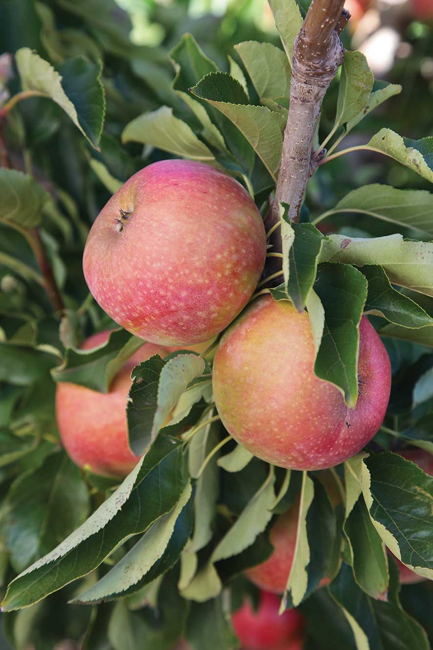 Growing Apples Successfully - Tanya Visser Growing Apples Successfully