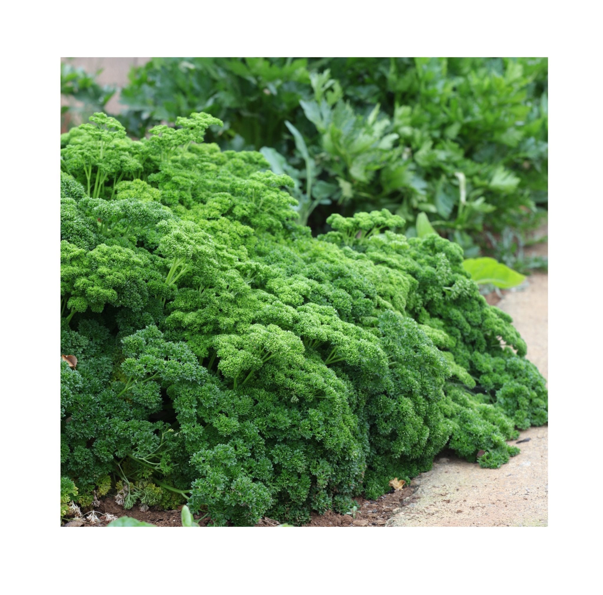 Starke Ayres Moss Curled Parsley Seeds - Tanya Visser