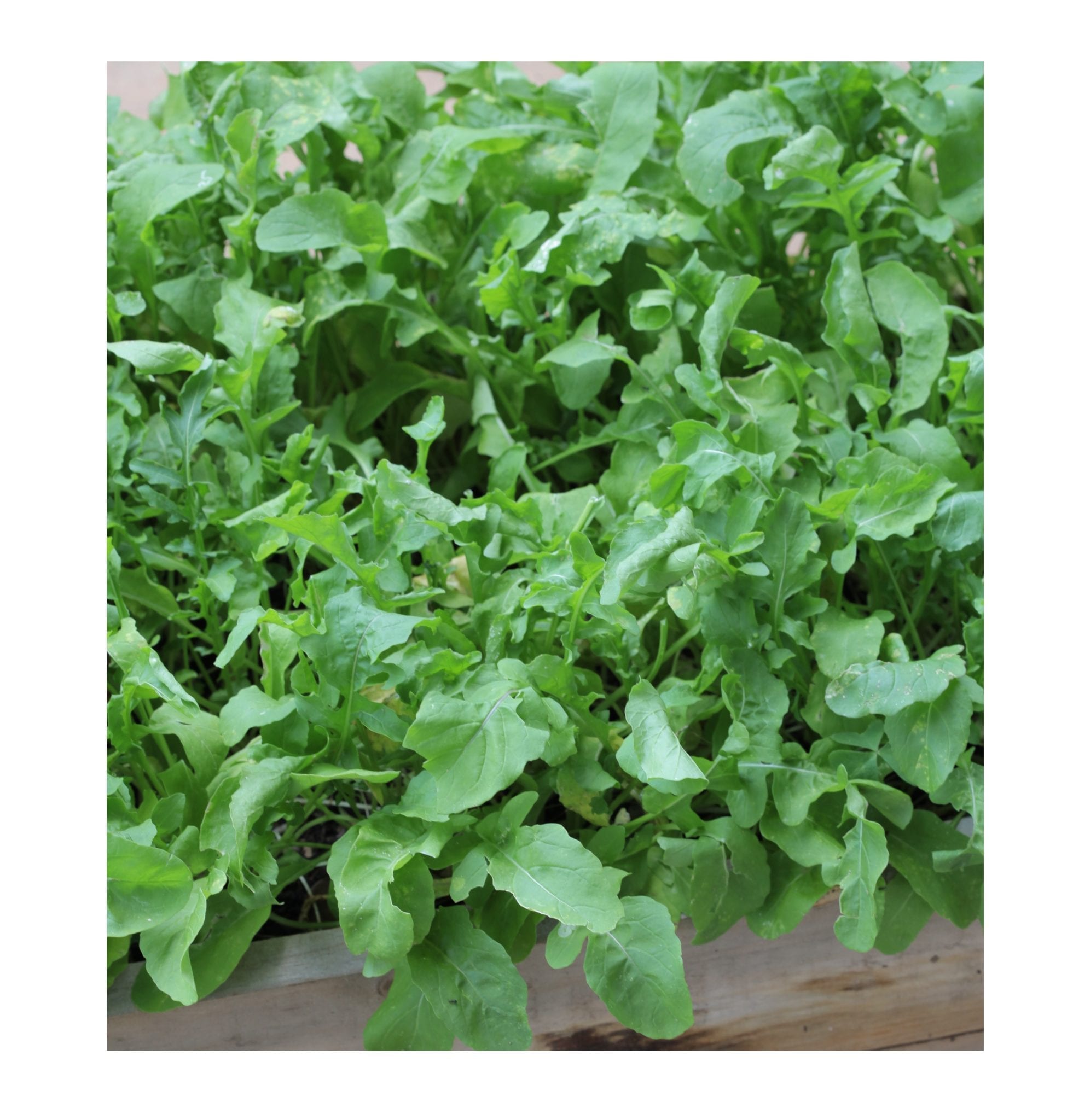 Starke Ayres -Sweet Rocket - Tanya Visser