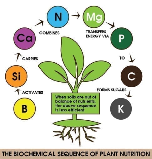 Optimal Plant Health | Plant Nutrition | Tanya Visser