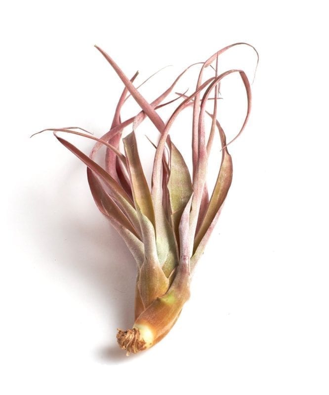 Tillandsia Capitata Peach - Tanya Visser