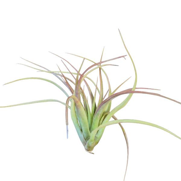 Tillandsia brachycaulos multiflora - Tanya Visser